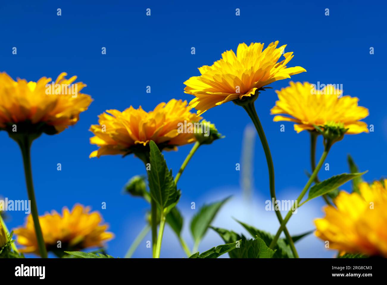 Orange flowers in windy weather, orange flowers swing in the wind Stock ...