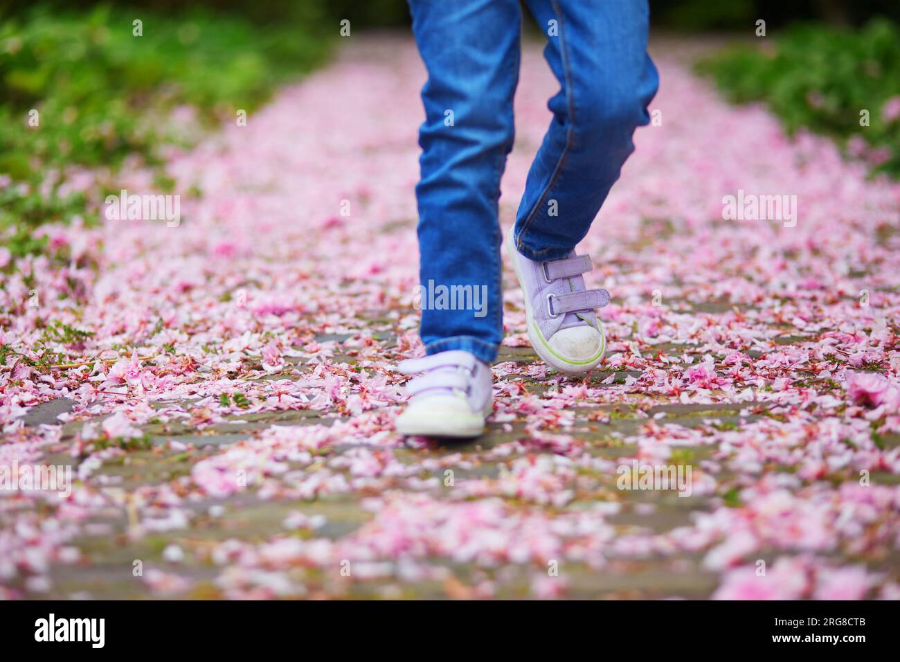 Preschooler girl walking in cherry blossom garden, path is covered by ...