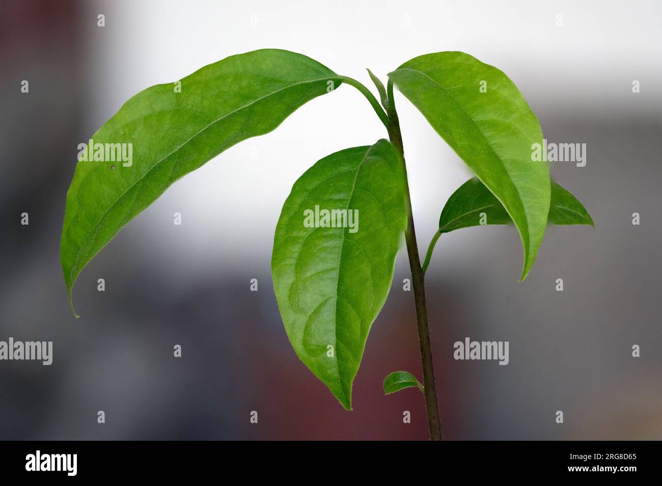 Avocado sprout grows from the seed in a glass of water Stock Photo - Alamy