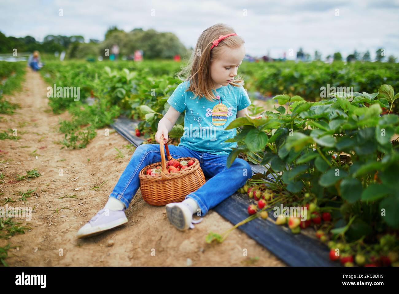 Adorable preschooler girl picking fresh organic strawberries on farm ...