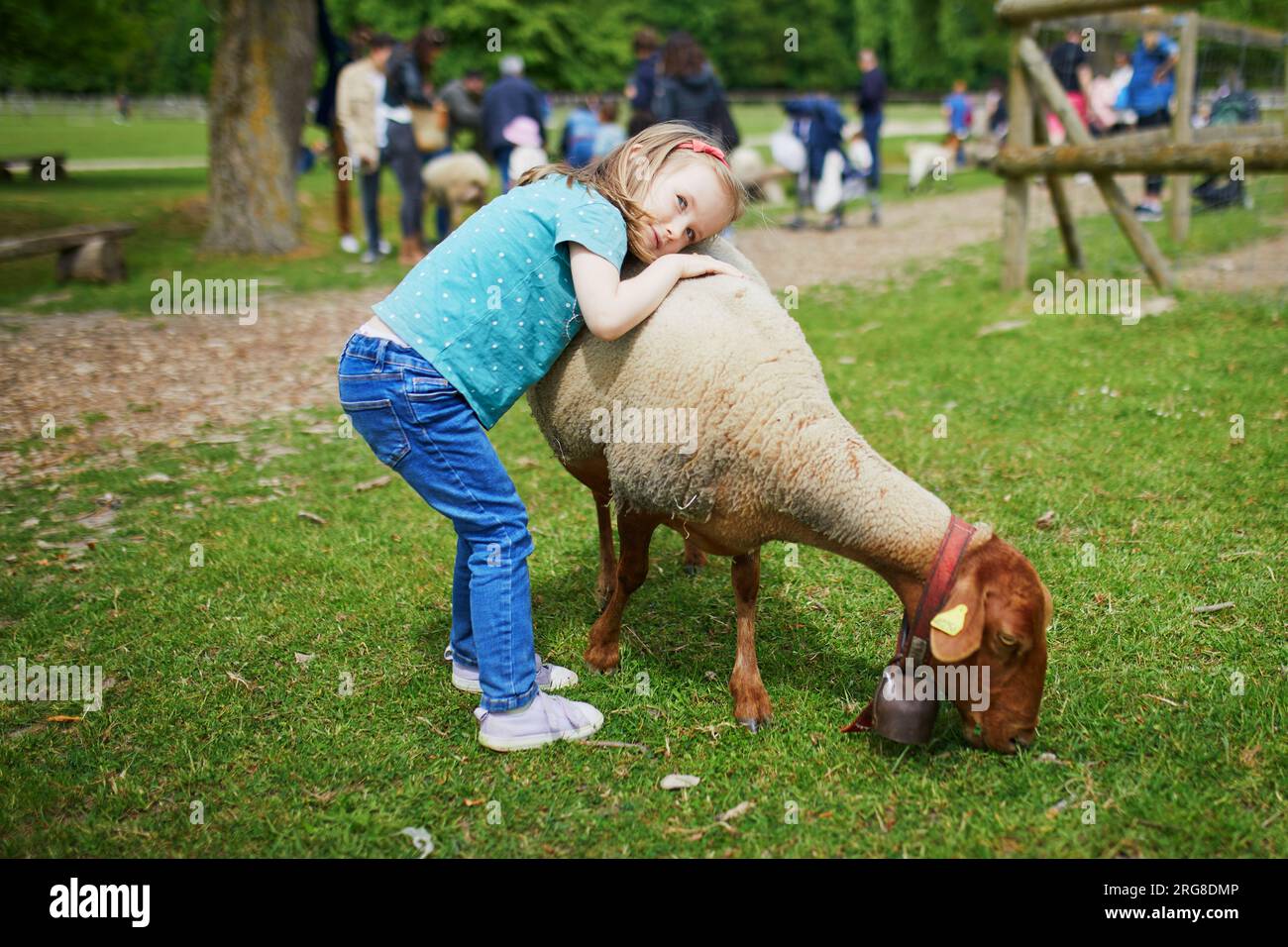 Adorable little girl playing with sheep at farm. Child familiarizing ...
