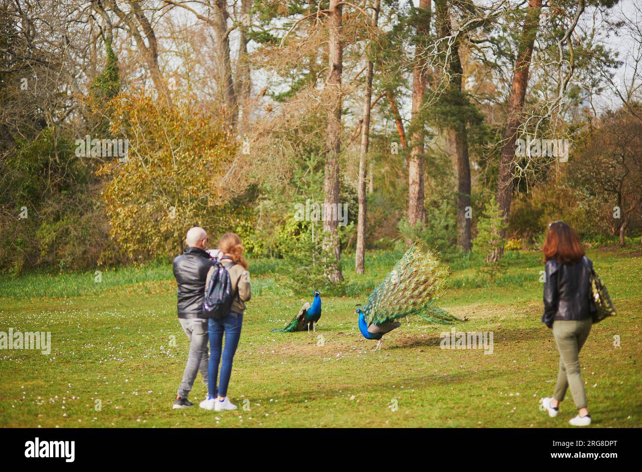 People watching peacocks with tile wide open, showing their beautiful ...