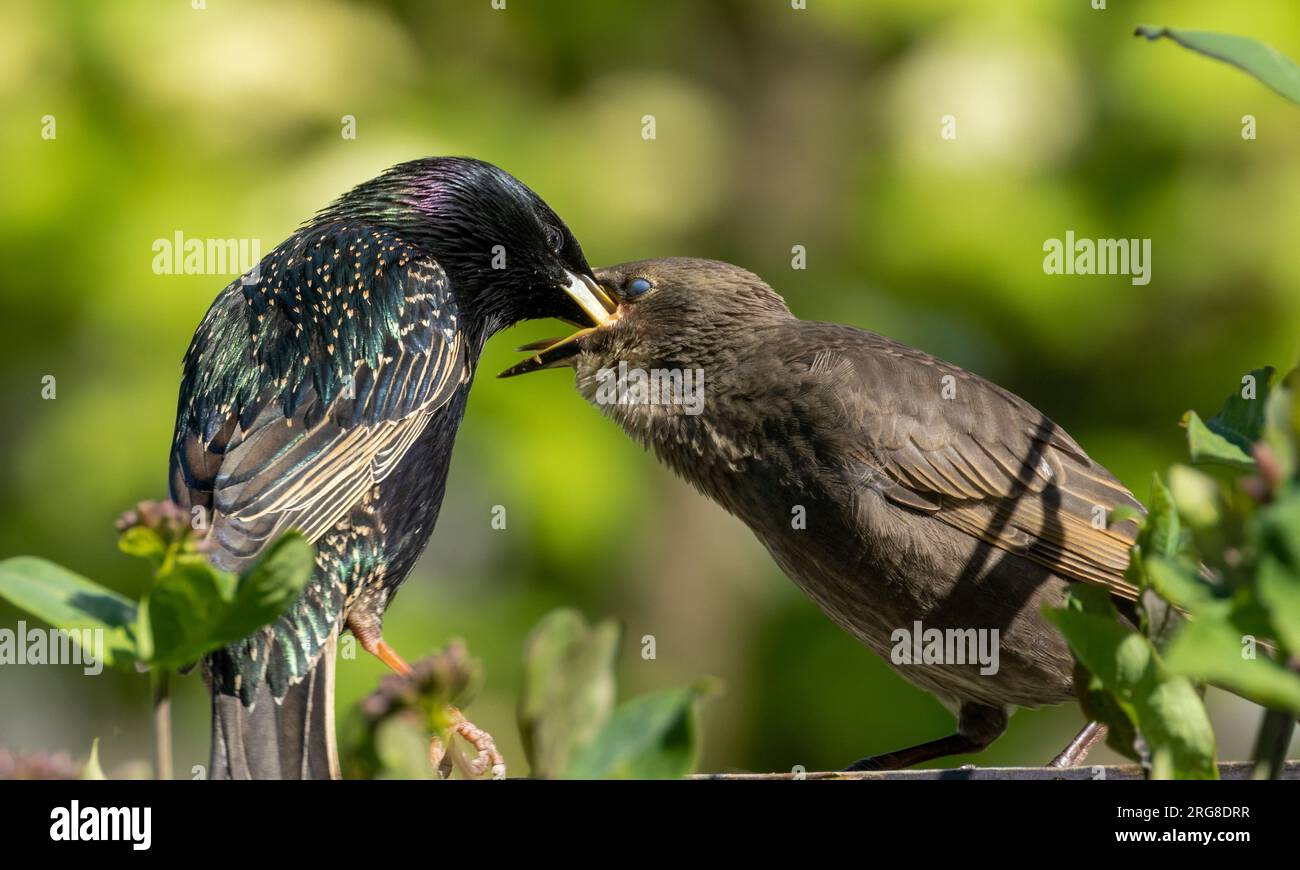 Adult starling feeding fledgling amongst honeysuckle in a garden in the sunshine Stock Photo - Alamy