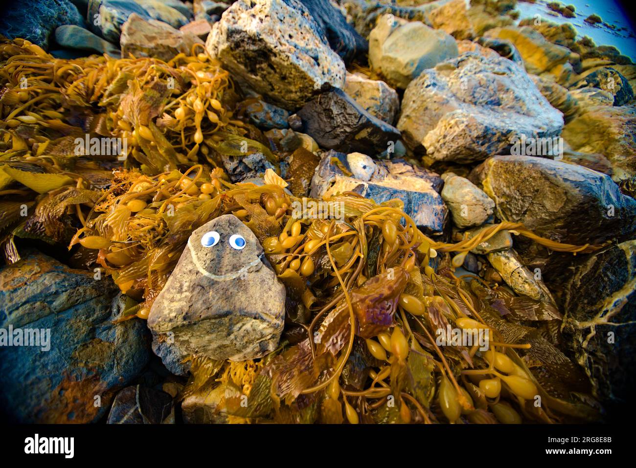 A smiling rock with googly eyes sits on a rocky sea shore, looking at ...