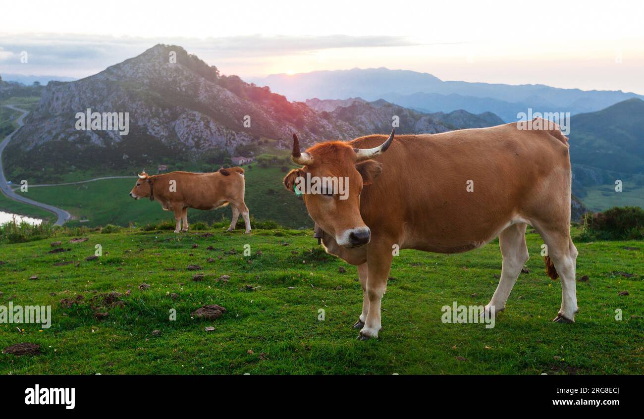 Asturian mountain cow hi-res stock photography and images - Alamy