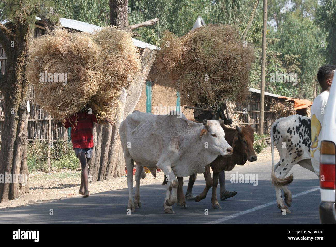 Livestock in the Blue Nile region of Ethiopia The Blue Nile is a river ...