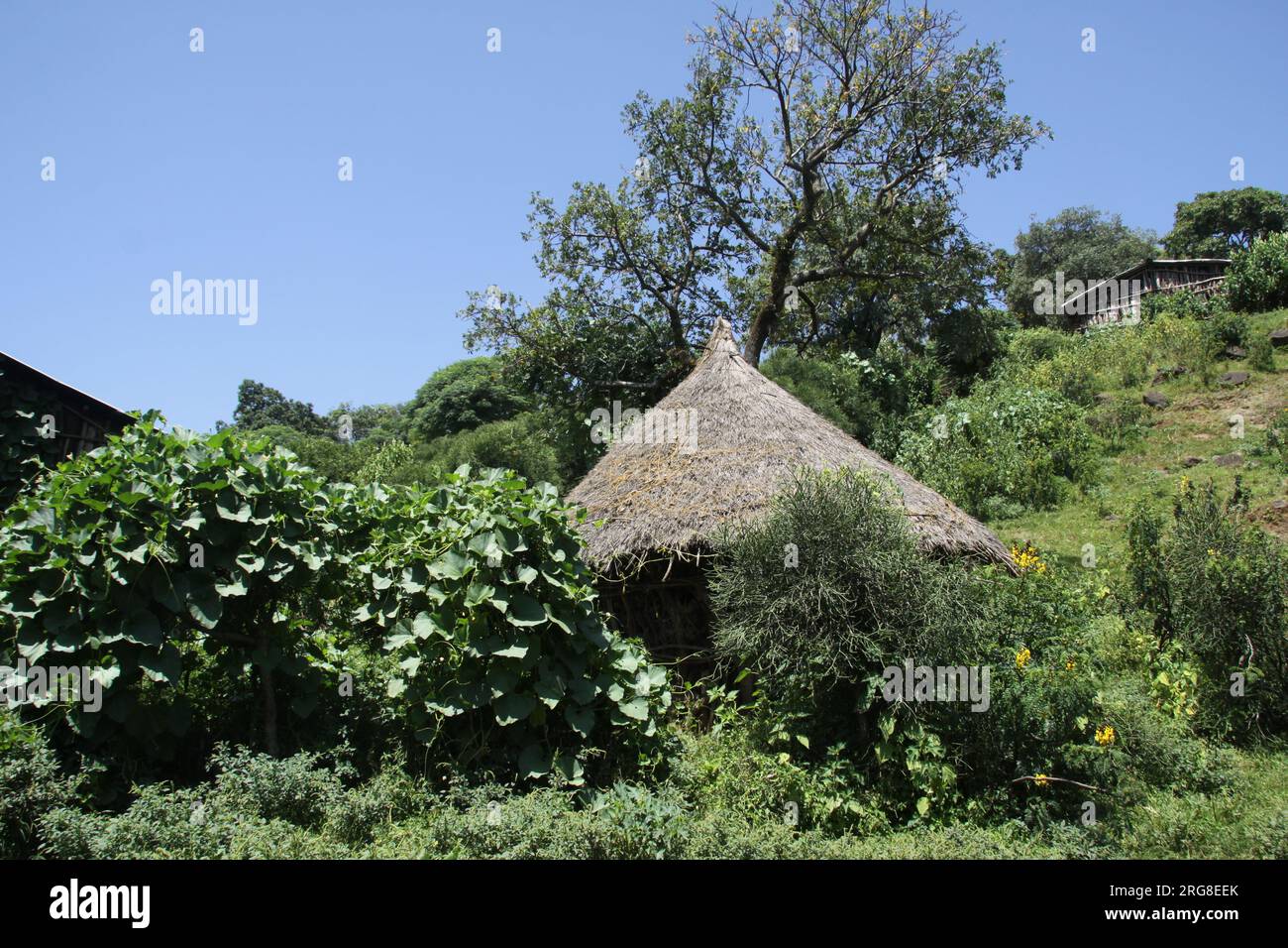 African farm with hut hi-res stock photography and images - Alamy