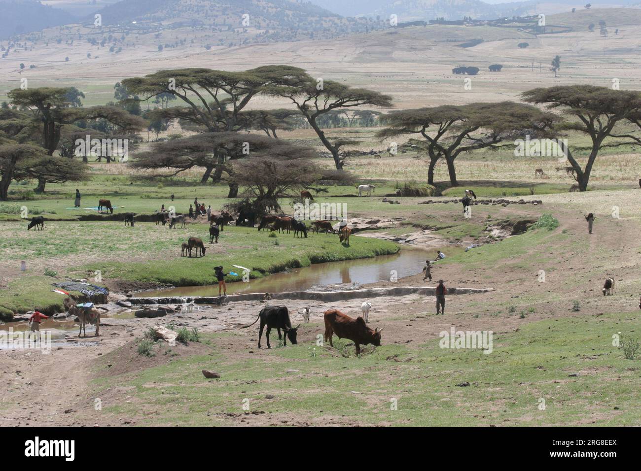 Livestock in the Blue Nile region of Ethiopia The Blue Nile is a river ...