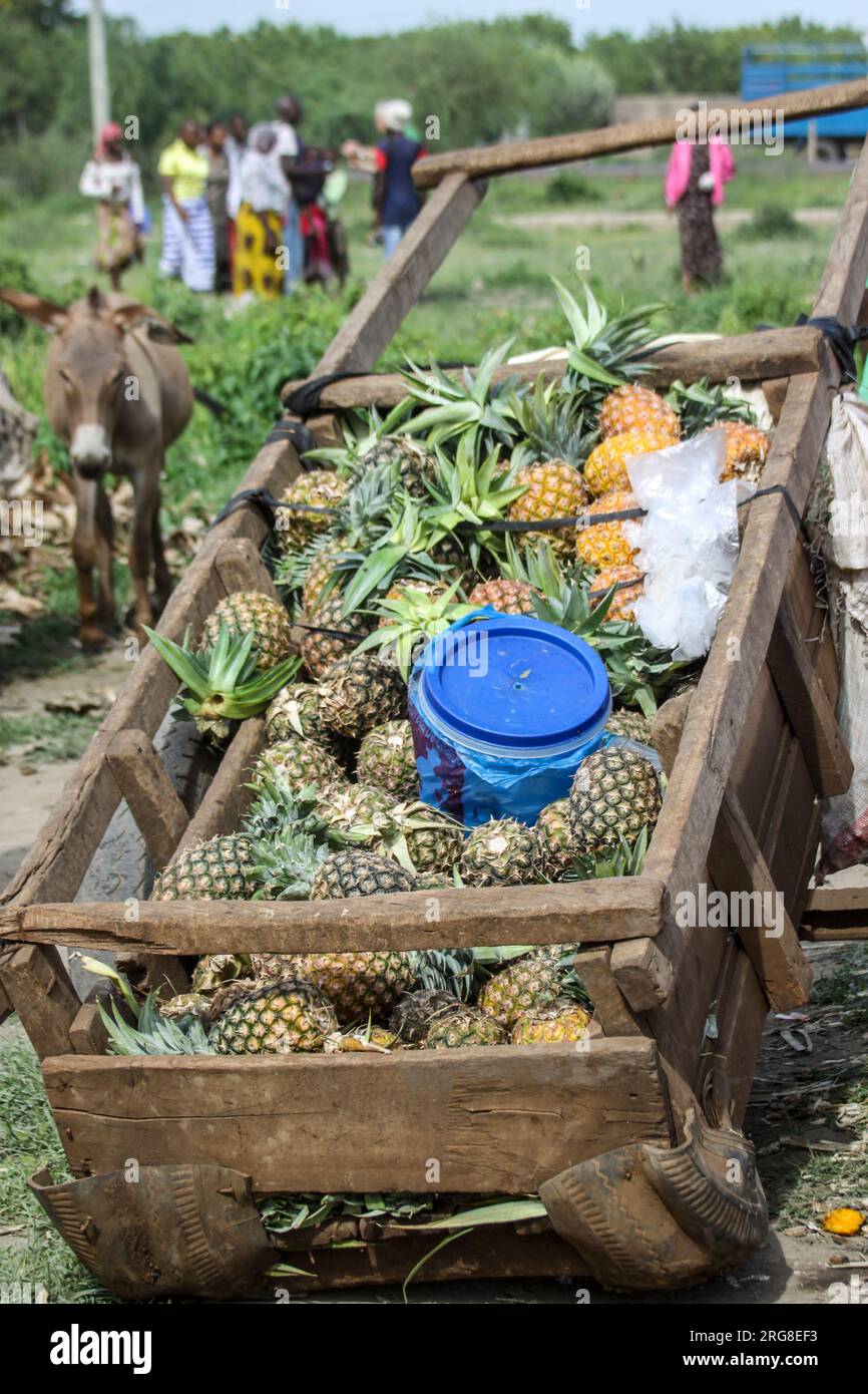 Harvesting pineapples Photographed in Tanzania Stock Photo - Alamy