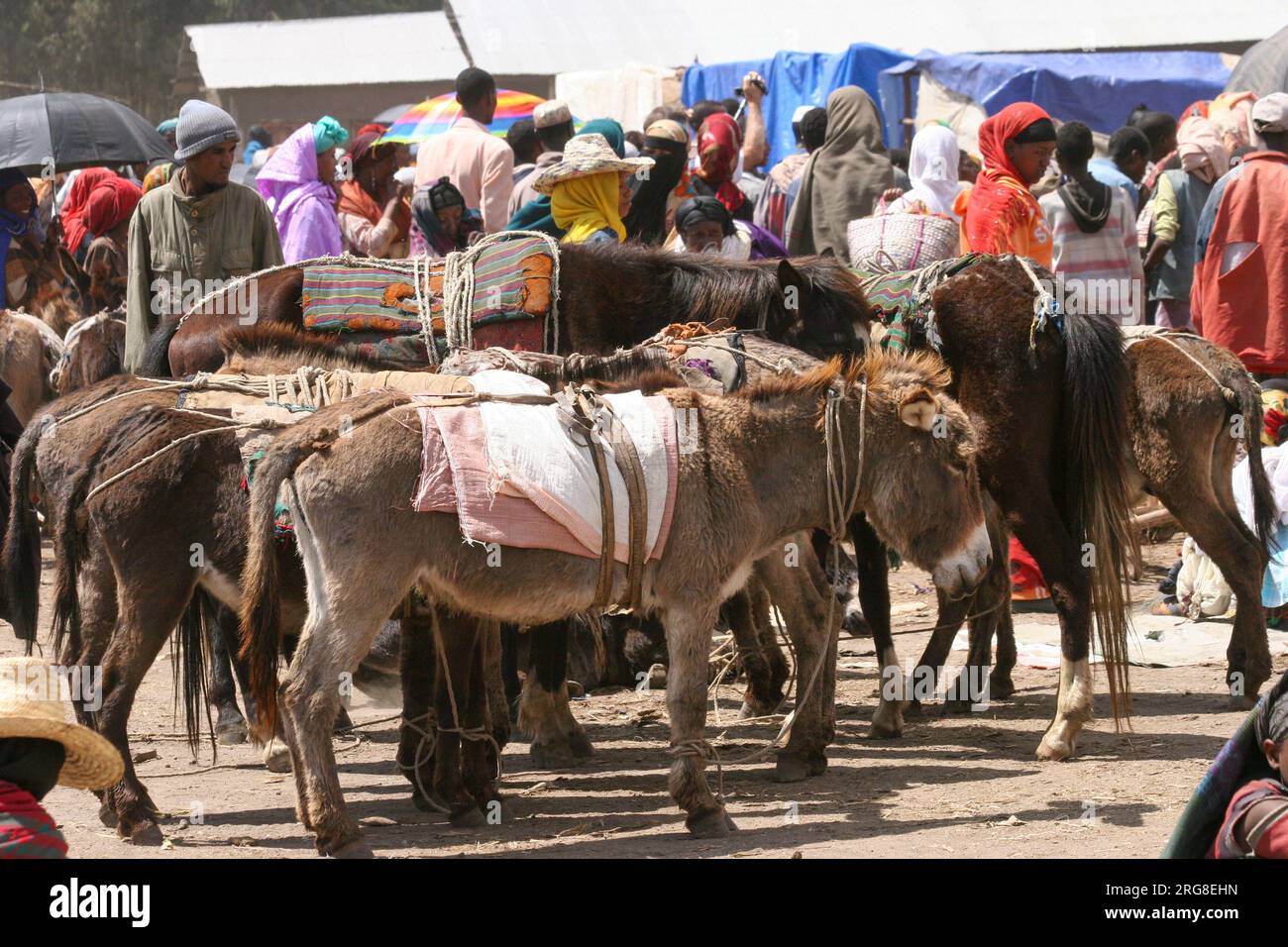 Ethiopia amhara bahir dar hi-res stock photography and images - Alamy