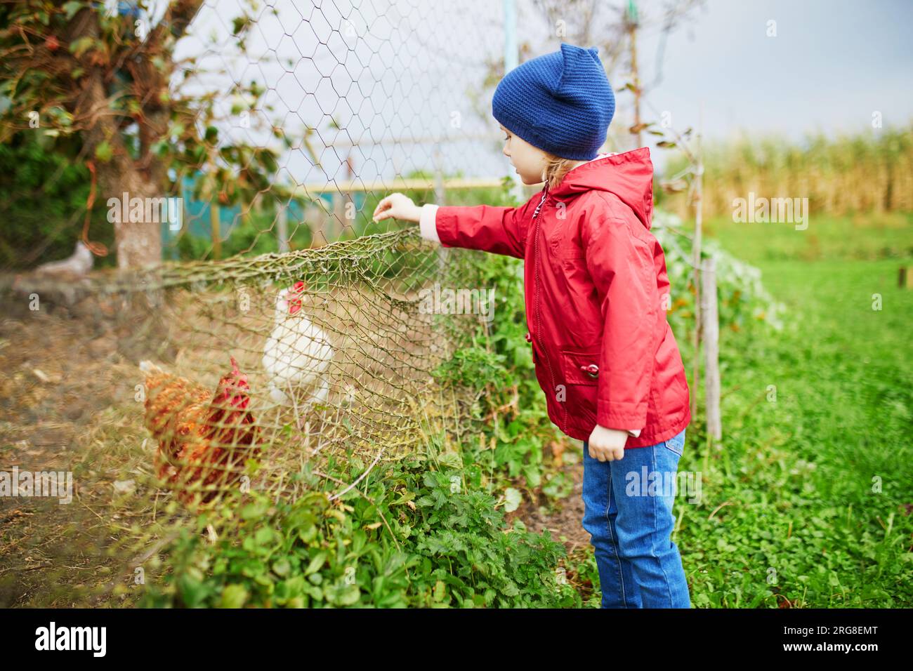 Adorable little girl feeding chickens at farm. Child familiarizing ...