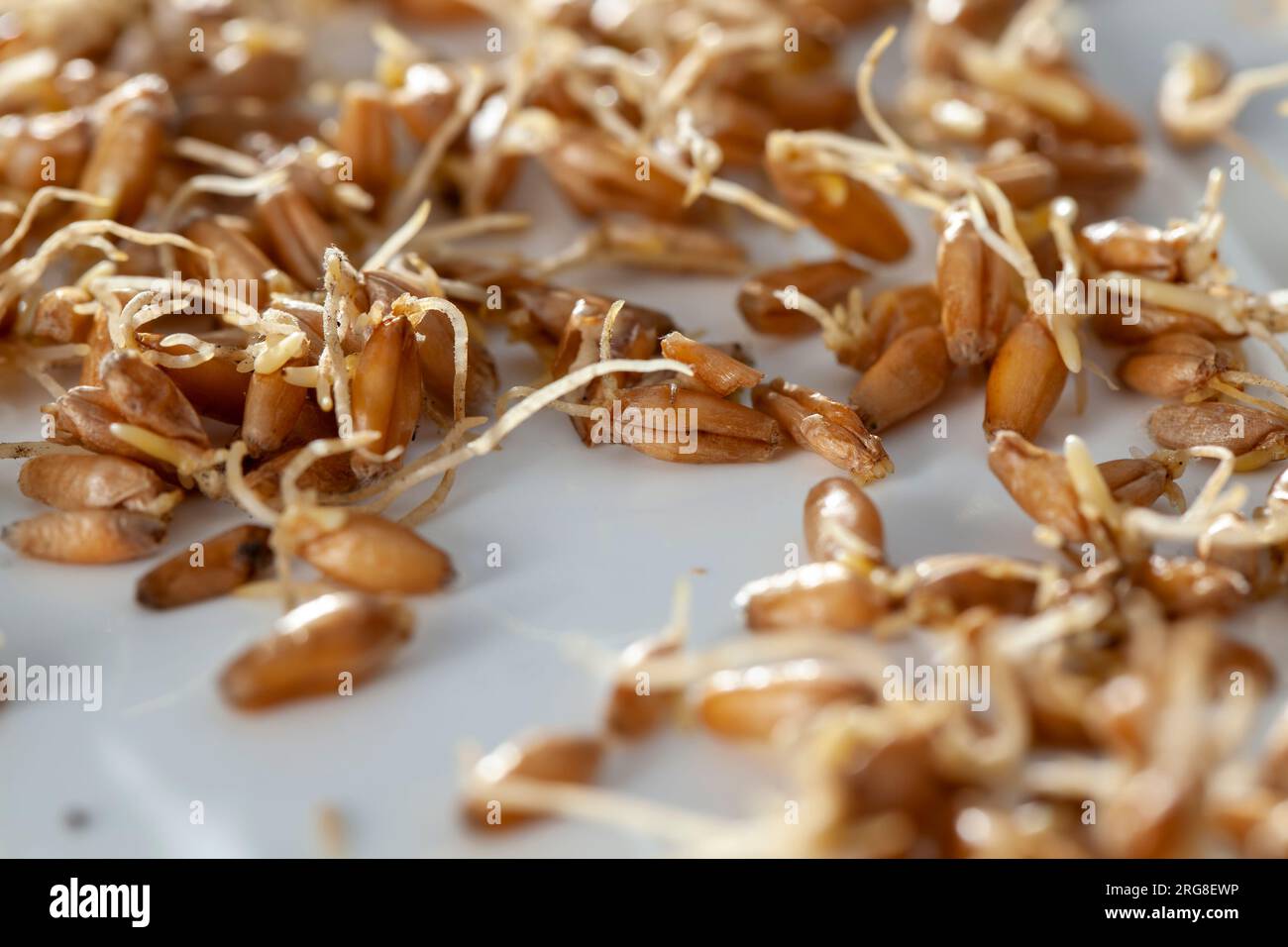 Sprouted wheat covered with mold and fungi, spoiled sprouted wheat that ...