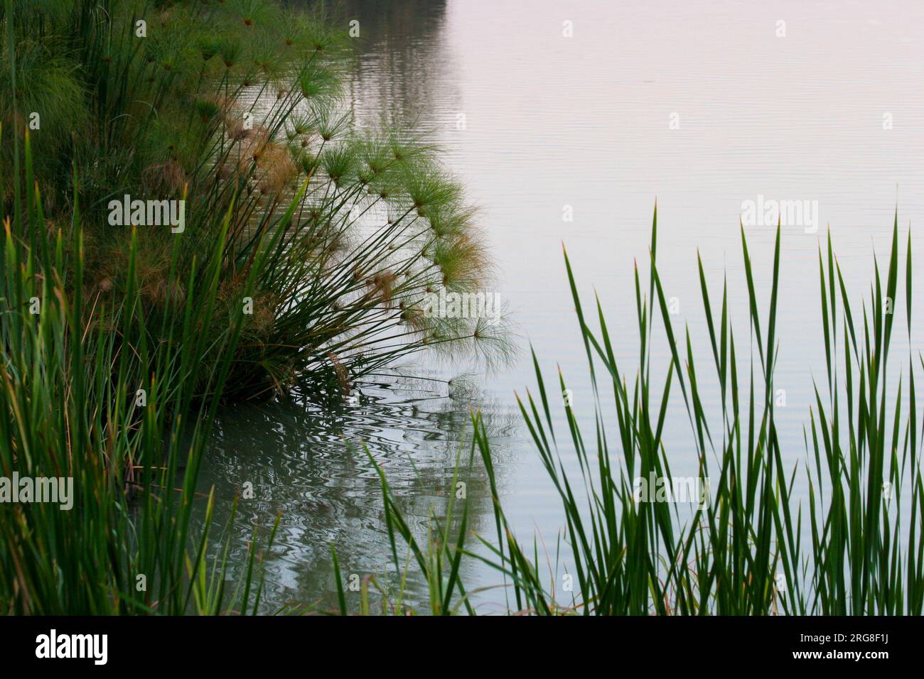 Reeds and Papyrus growing on the shore of Lake Tana, Ethiopia Stock ...