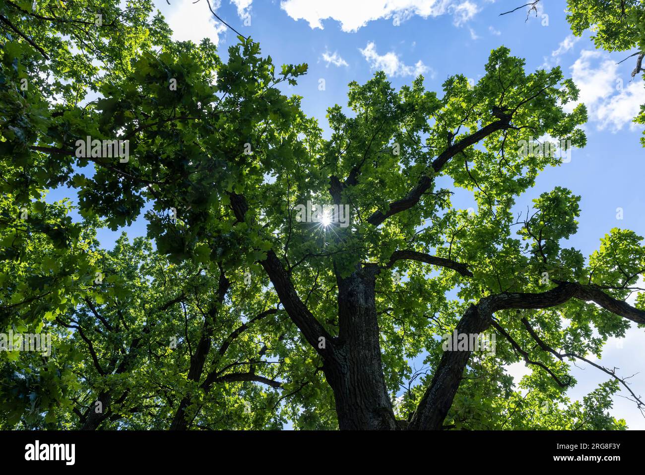 Trees growing in the forest in the summer, tall deciduous trees are ...