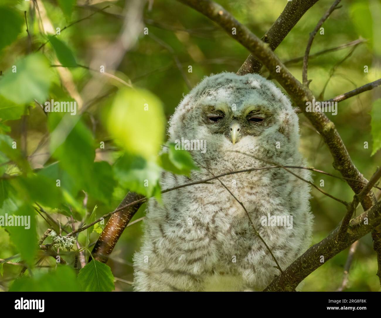 Juvenile fledgling tawny owl hiding in the branches of a tree in ...