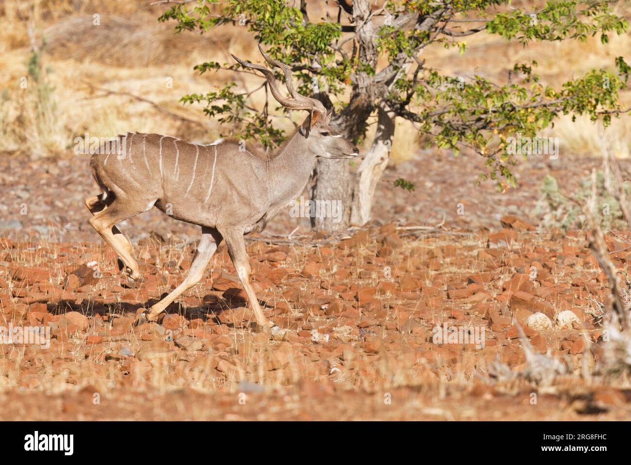 Greater Kudu, Torra conservancy, Palmwag, Namibia, March 2023 Stock ...