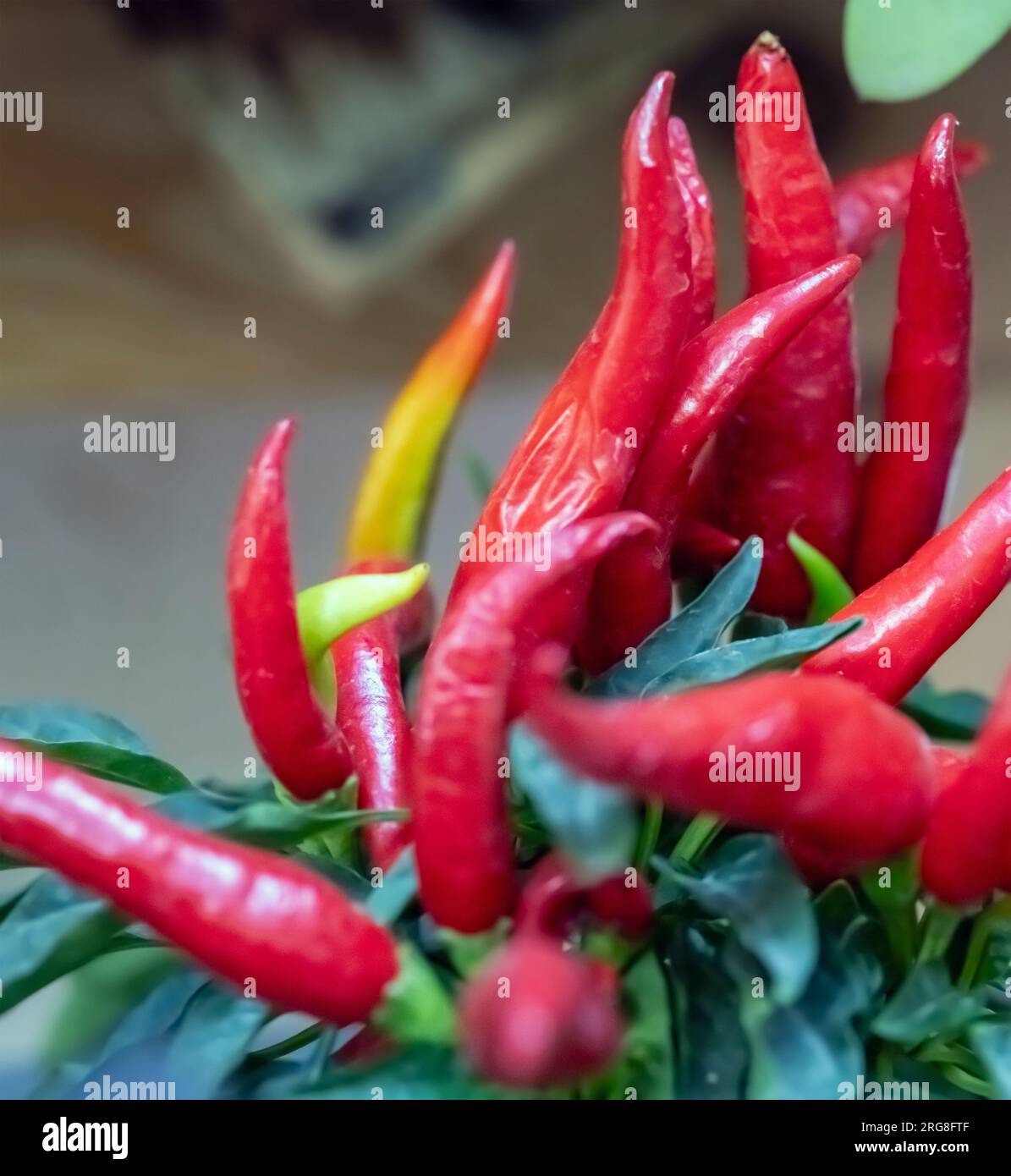 Red Peppers on a pepper plant closeup Stock Photo - Alamy