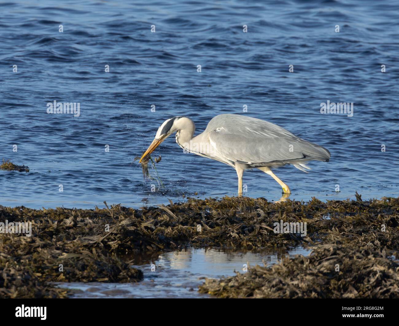 Grey heron fishing amongst seaweed at the riverside Stock Photo - Alamy