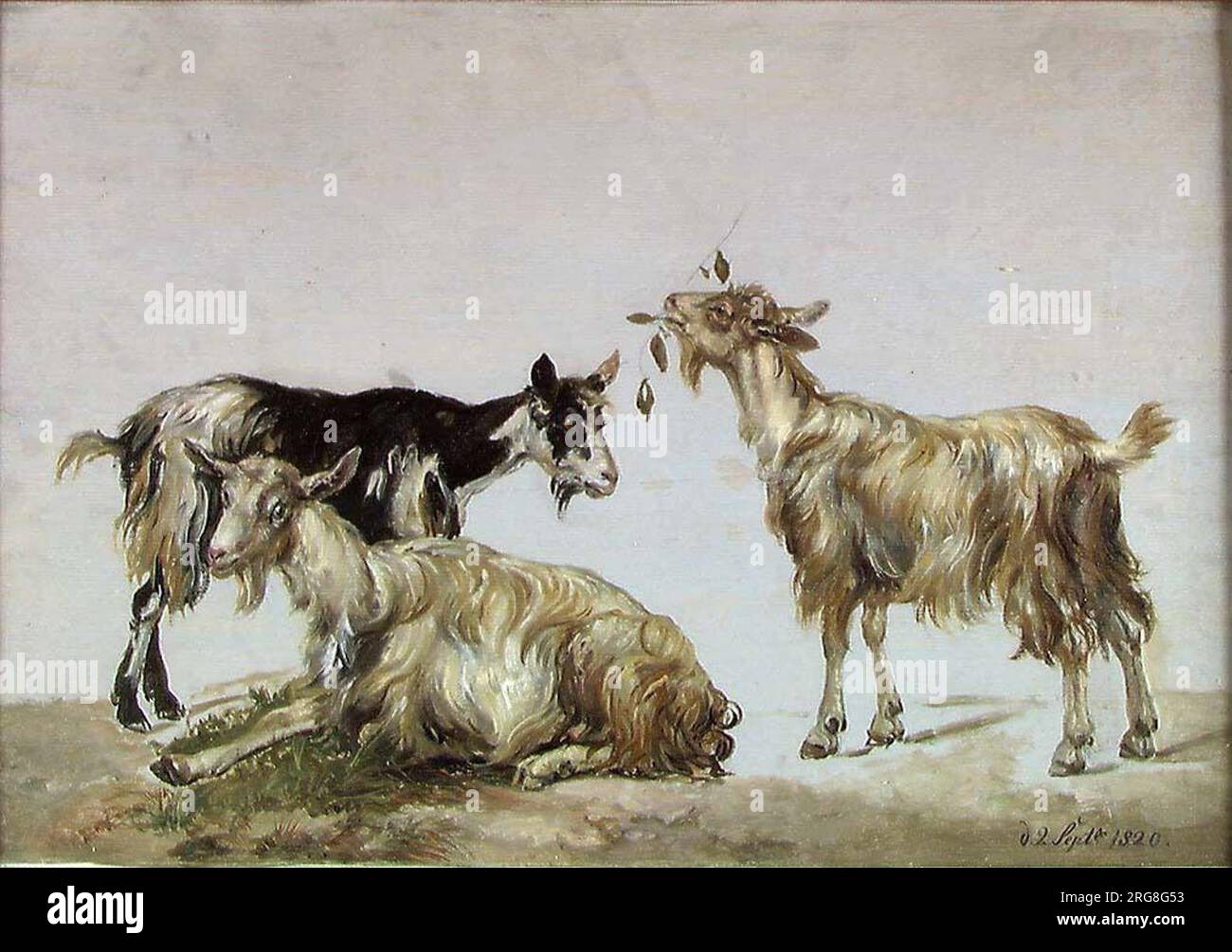 Study of three goats hi-res stock photography and images - Alamy
