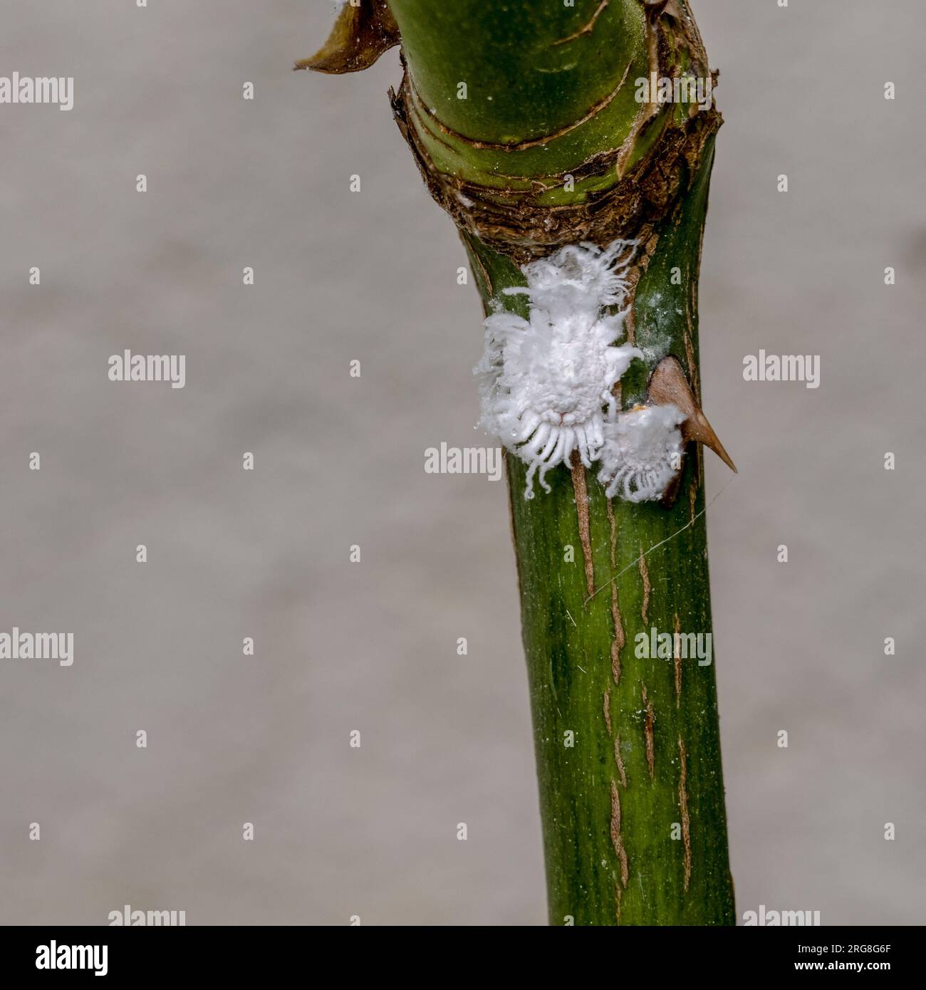 Mealy bugs on a rose stem and leaf. Cluster of mealy bugs (Icerya ...