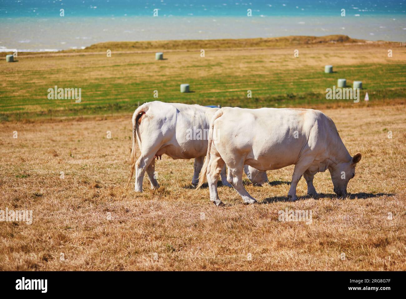 Brittany cow coast hi-res stock photography and images - Alamy