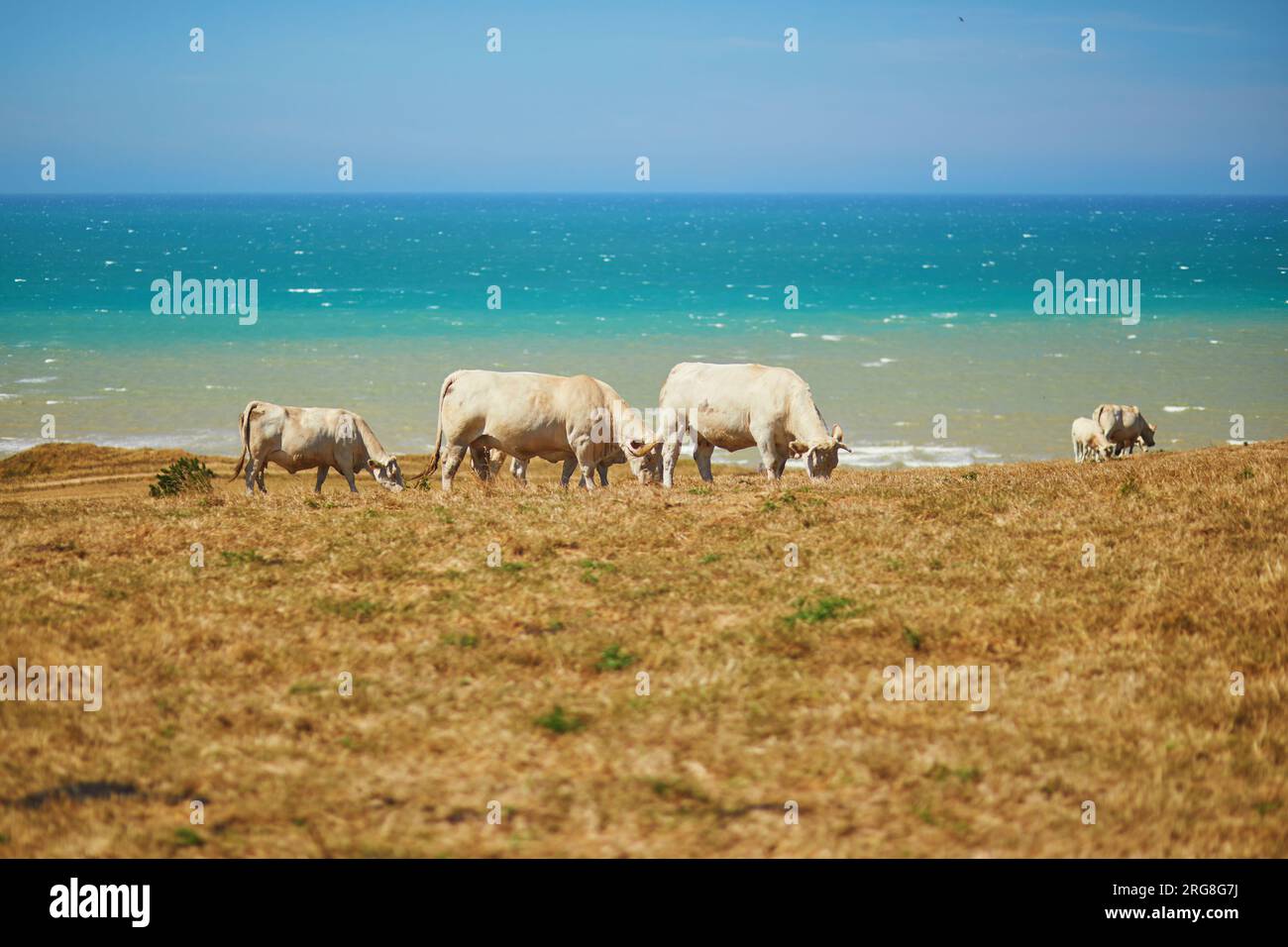 Brittany cow coast hi-res stock photography and images - Alamy