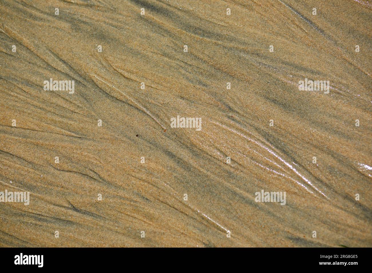 Wet sand during the low tide in Normandy, France Stock Photo - Alamy