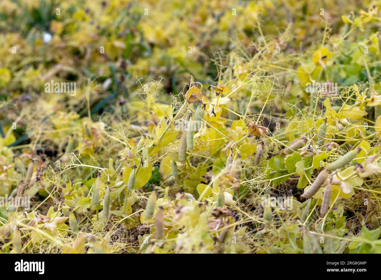 Yellowing pea pods in the field, growing pea plants to produce food ...