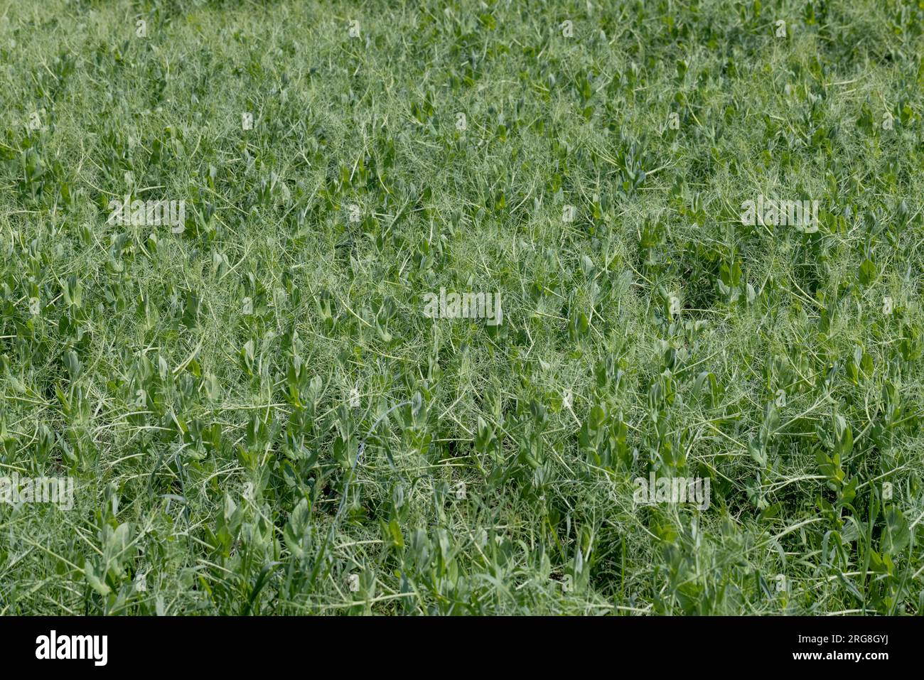 An agricultural field where green peas grow during flowering, a large ...