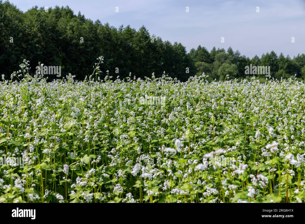 Buckwheat plants in field hi-res stock photography and images - Alamy