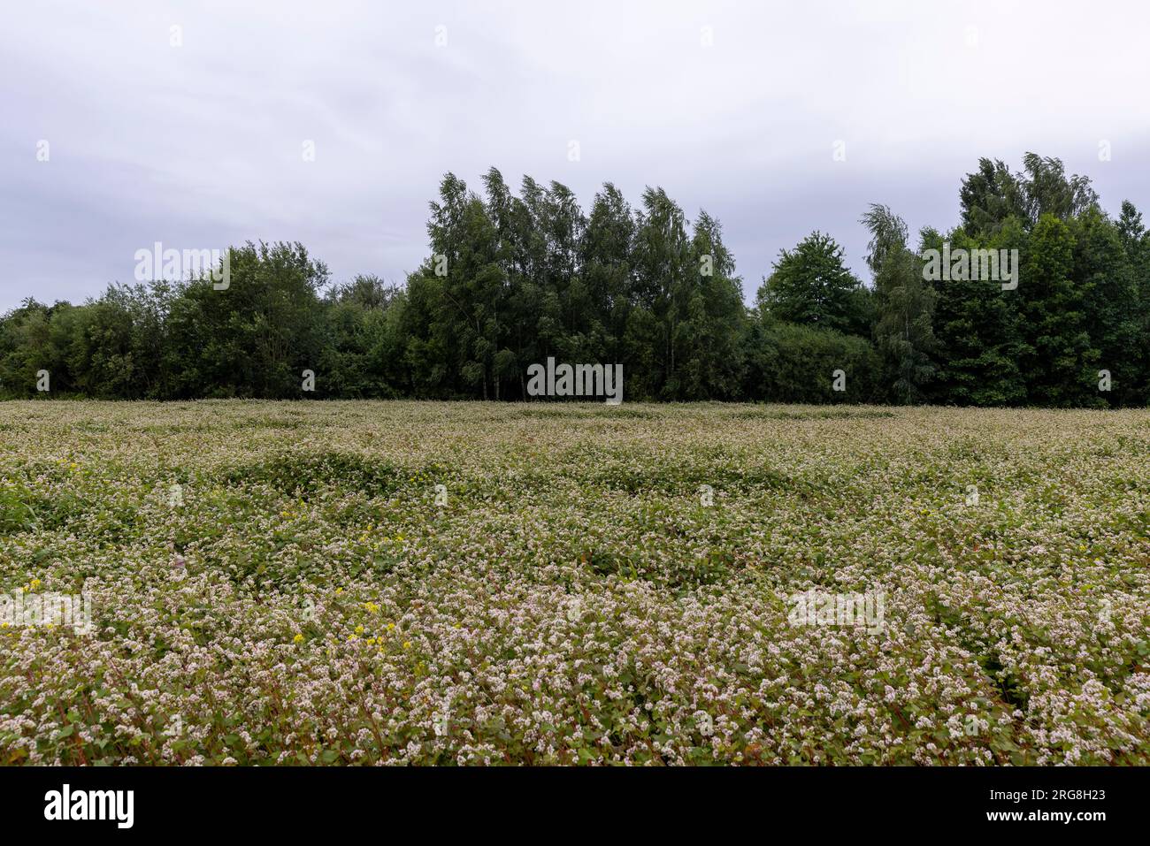 Agricultural field with blooming buckwheat in cloudy weather ...