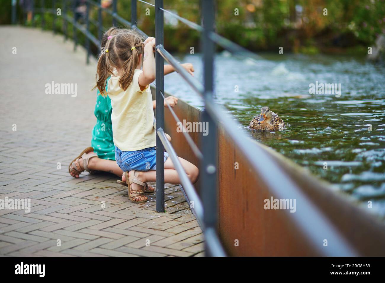 Preschooler girls trying to touch ducks or fish in the water in zoo or ...