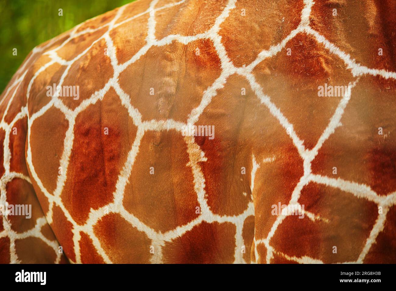 Giraffe hide hi-res stock photography and images - Alamy