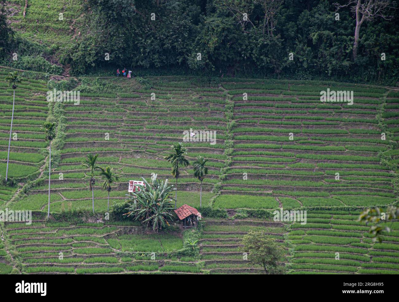 A view of terraced paddy fields in in Ella, Sri Lanka with a small hut ...