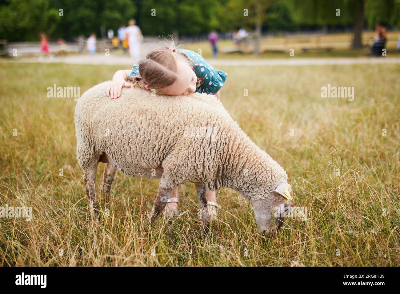 Adorable preschooler girl playing with sheep at farm. Child ...