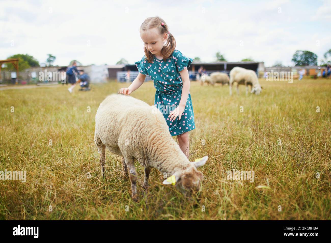 Adorable preschooler girl playing with sheep at farm. Child ...