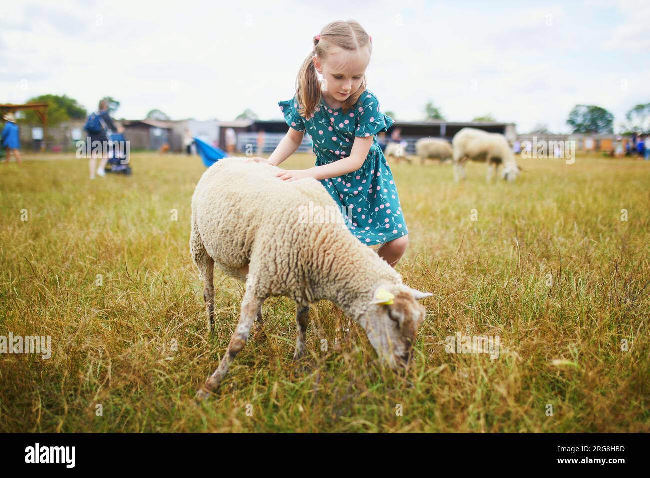 Adorable preschooler girl playing with sheep at farm. Child ...