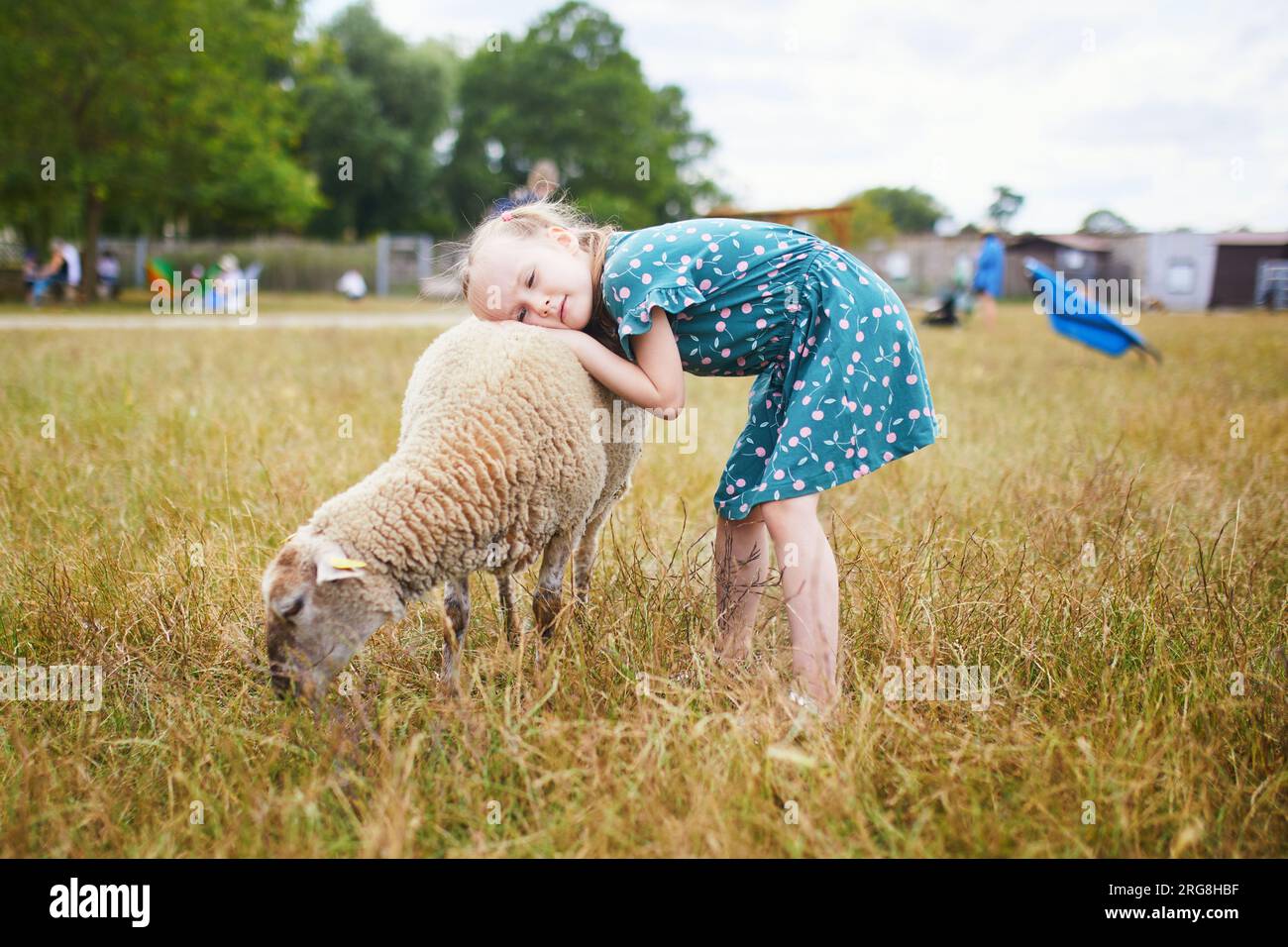 Adorable preschooler girl playing with sheep at farm. Child ...