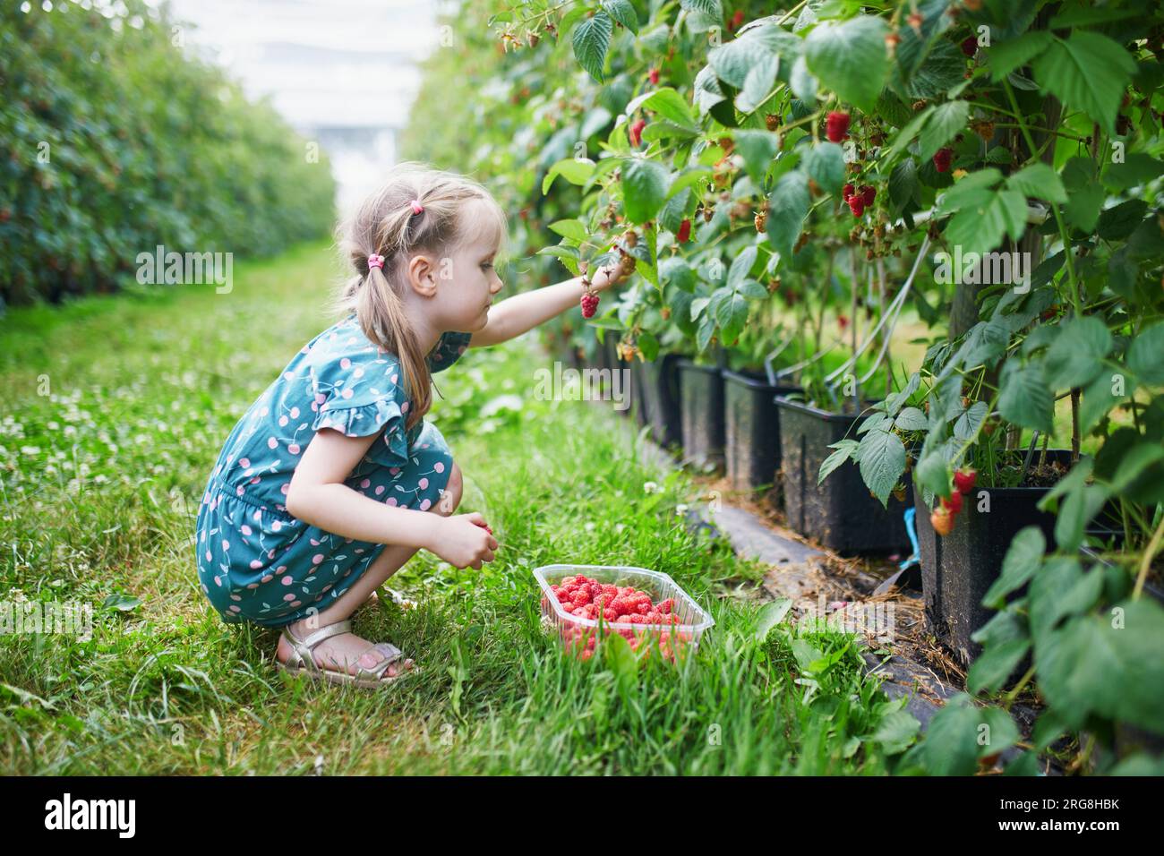 Adorable preschooler girl picking fresh organic raspberries on farm ...