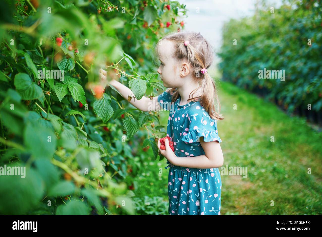 Adorable preschooler girl picking fresh organic raspberries on farm ...