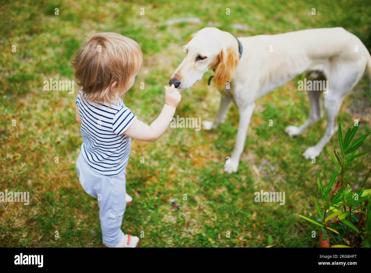 Adorable toddler girl feeding a dog. Little playing with sighthound ...