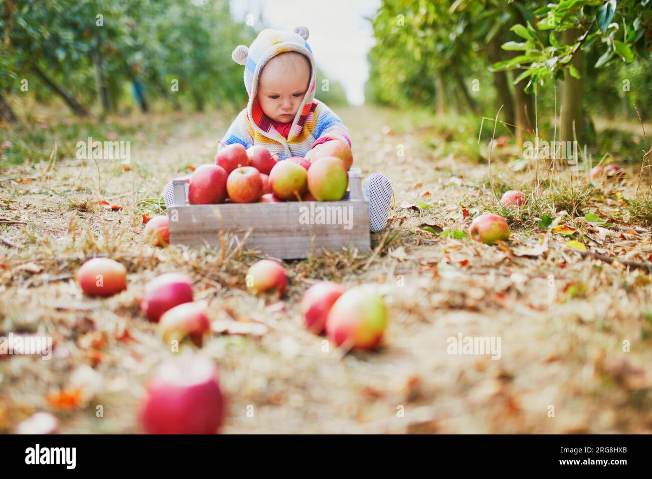 Adorable baby girl sitting on the ground near crate full of ripe apples ...