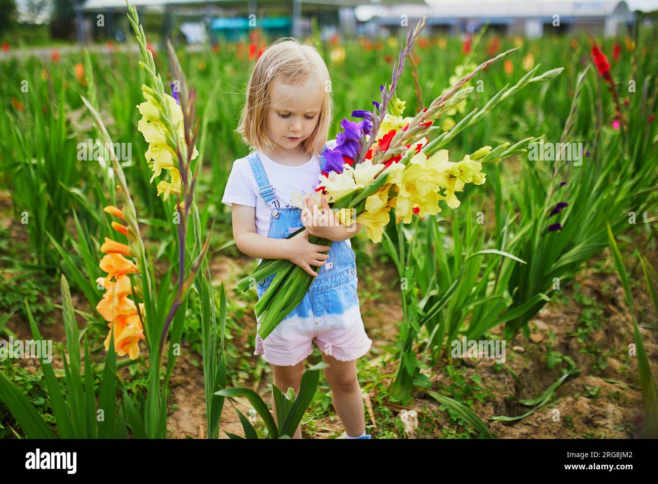 Adorable girl picking beautiful gladiolus flowers on farm. Outdoor ...