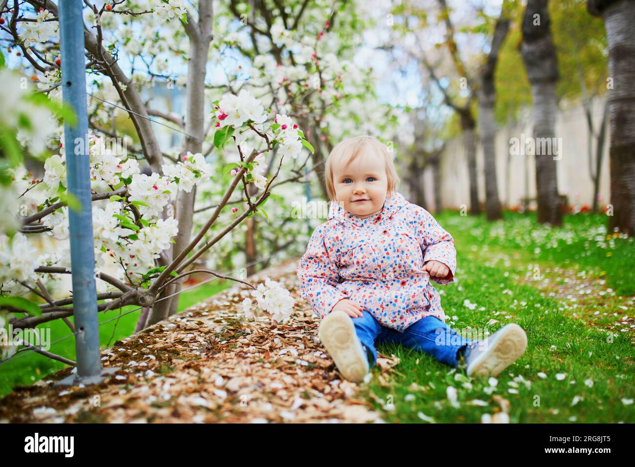One year old apple trees hi-res stock photography and images - Alamy