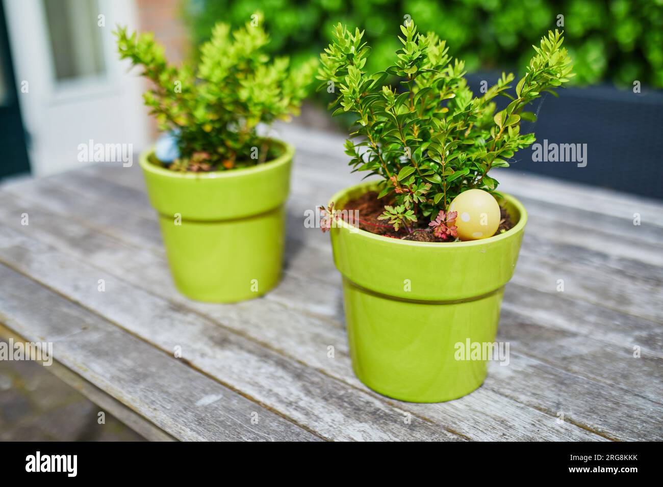 Colored Easter eggs hidden in flower pots for the Easter tradition of ...