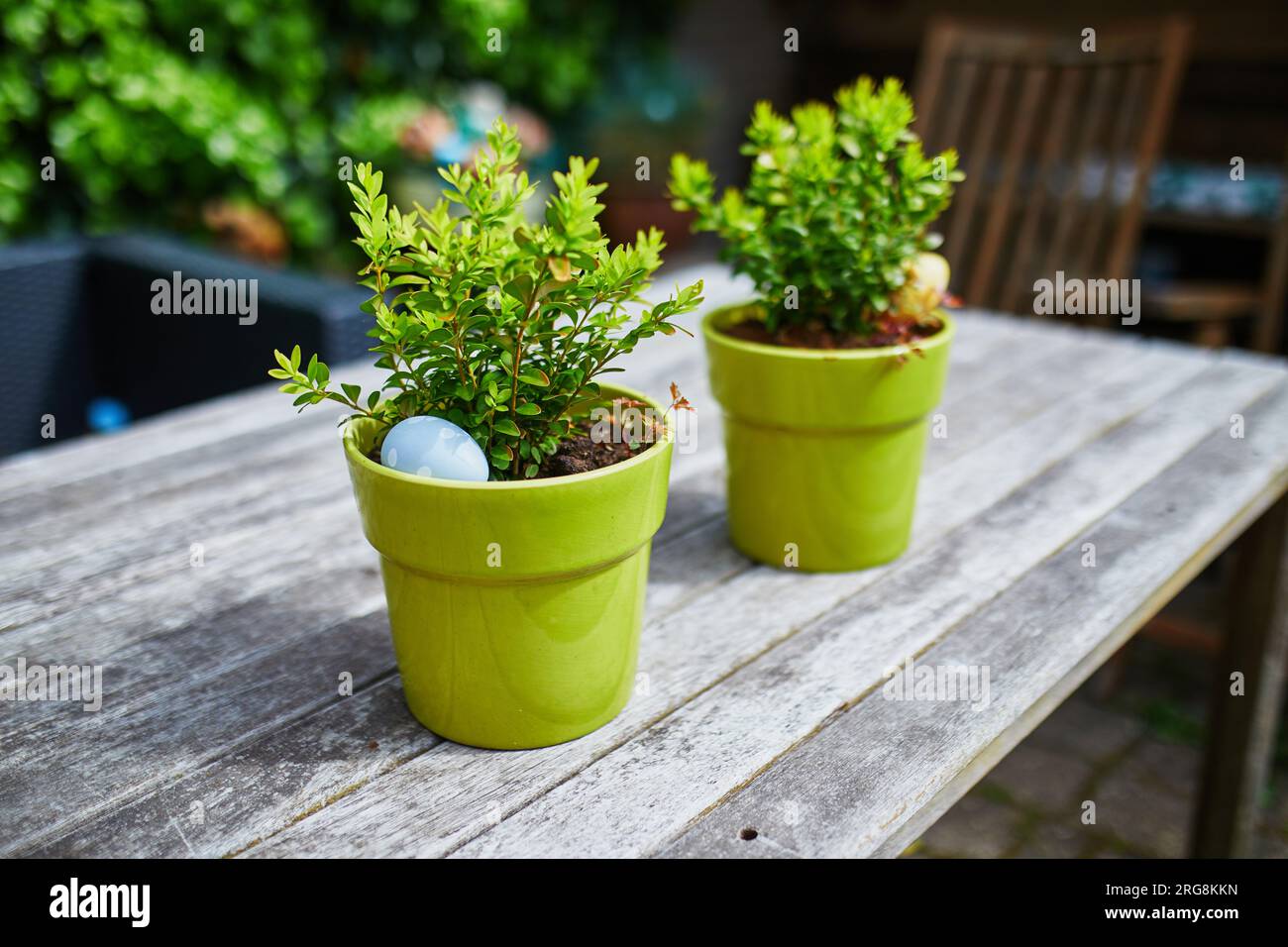 Colored Easter eggs hidden in flower pots for the Easter tradition of ...