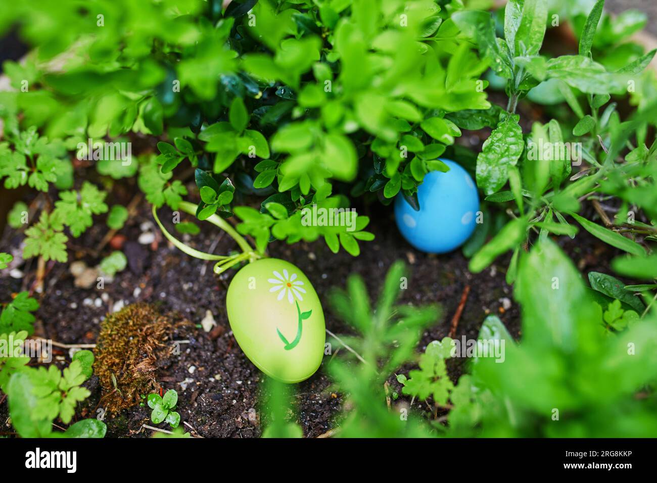 Colored Easter eggs hidden in flower pots for the Easter tradition of ...