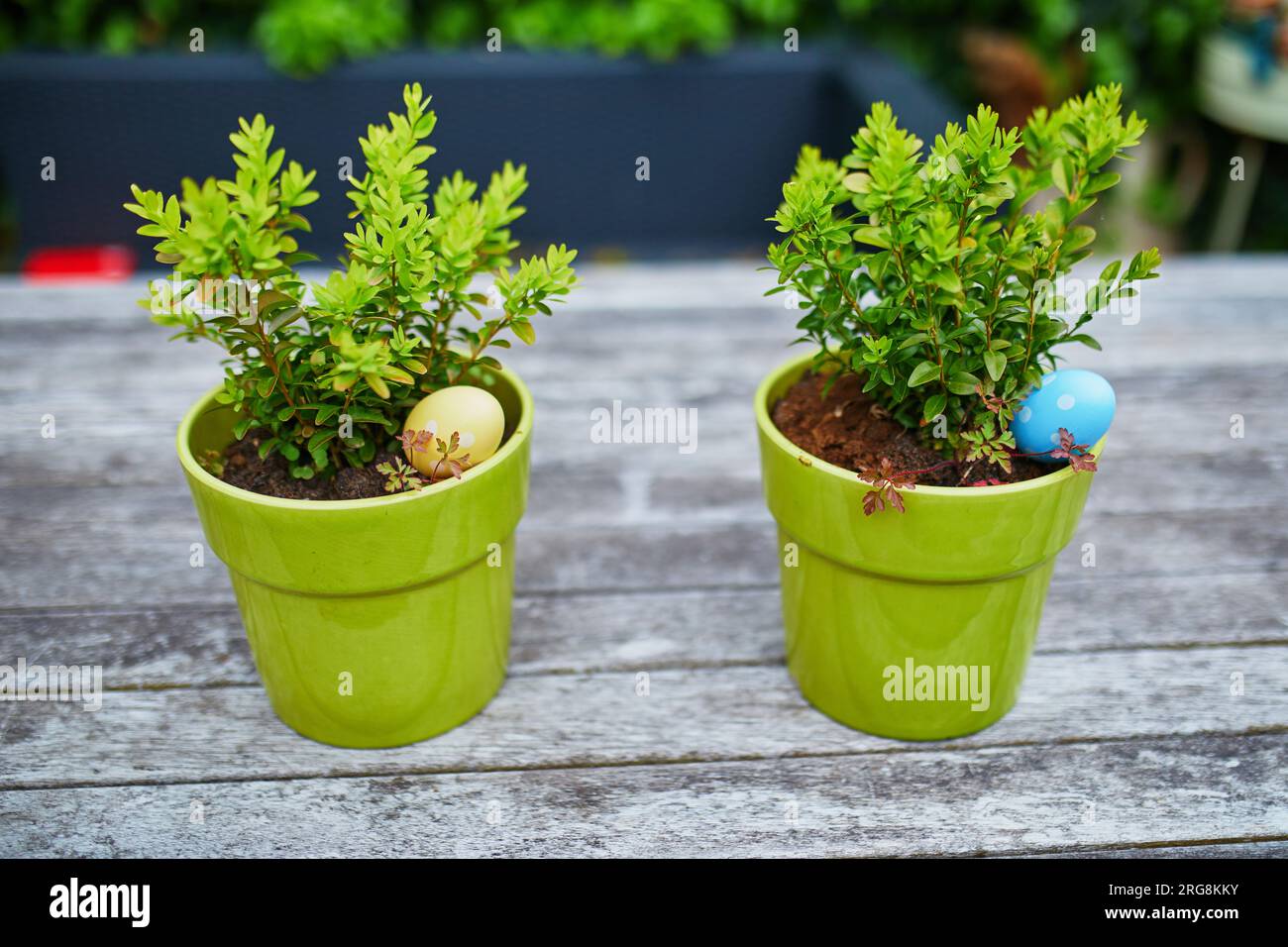 Colored Easter eggs hidden in flower pots for the Easter tradition of ...
