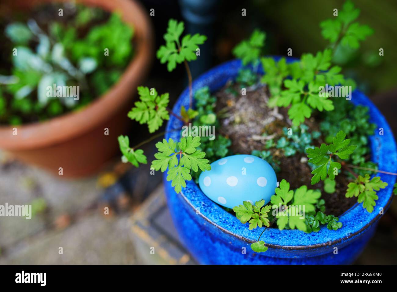Colored Easter eggs hidden in flower pots for the Easter tradition of ...