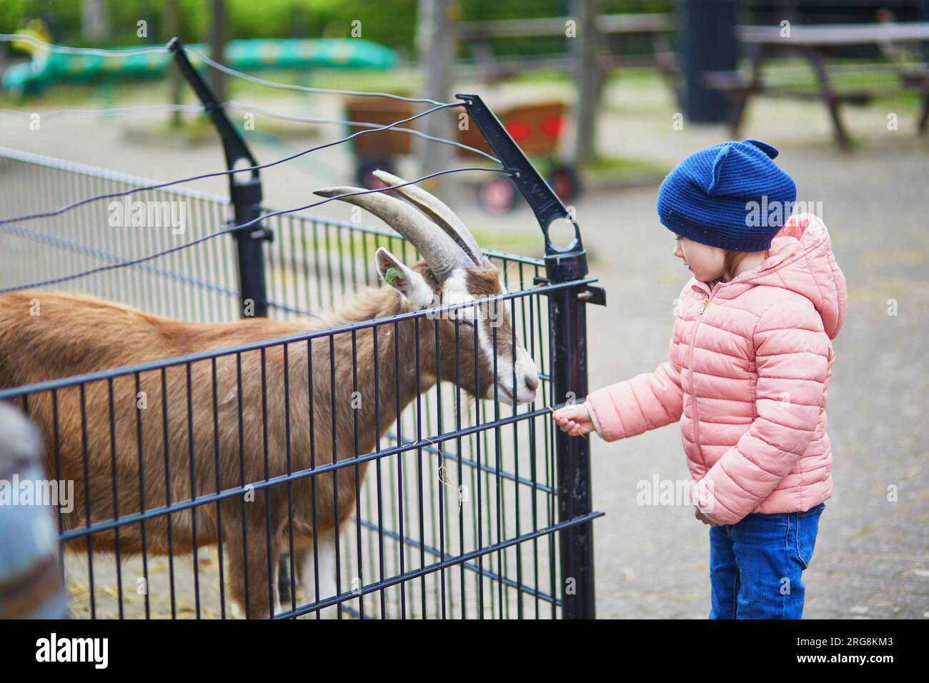 Adorable little girl feeding goat at farm. Child familiarizing herself ...
